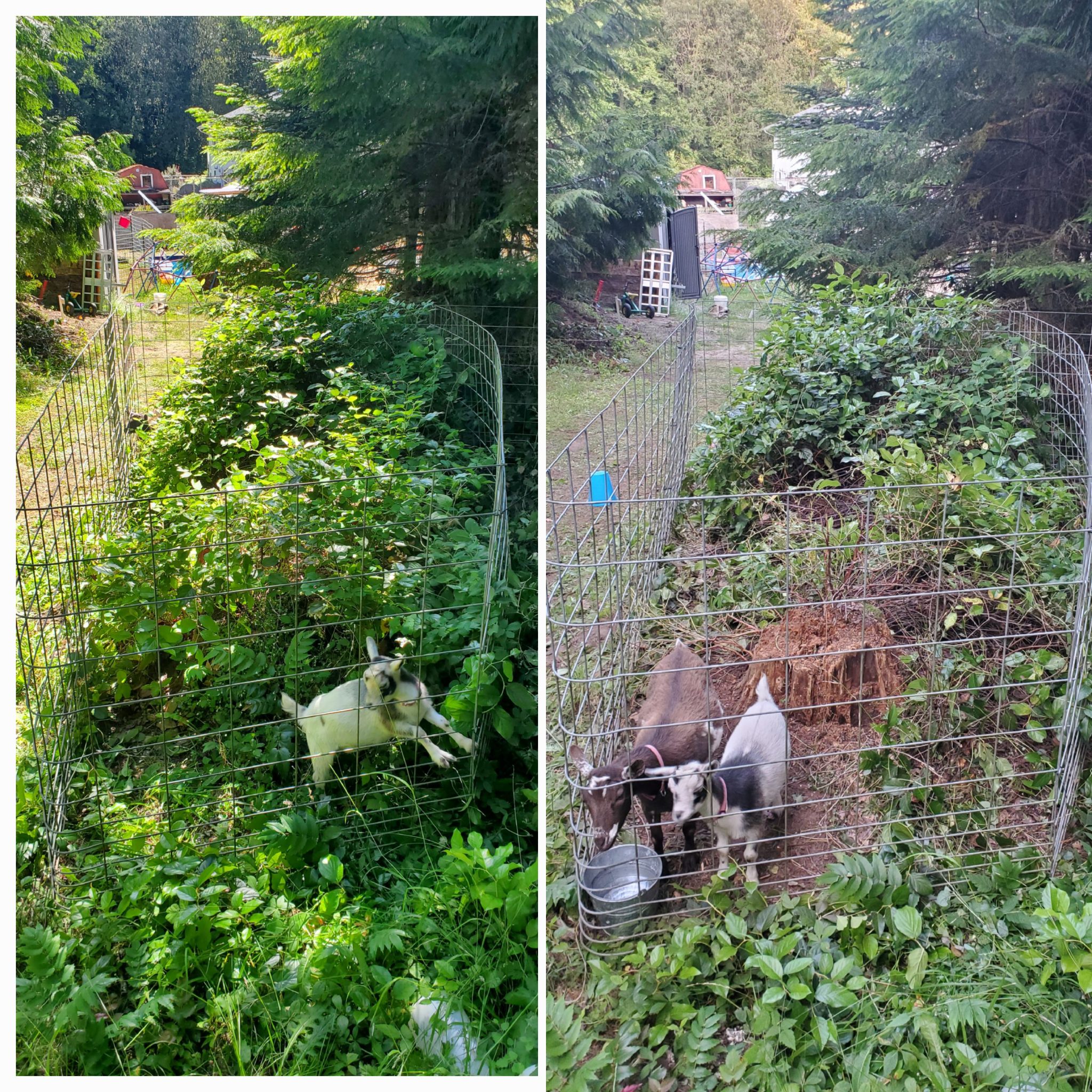 Dairy Goats - Our Life With Purpose